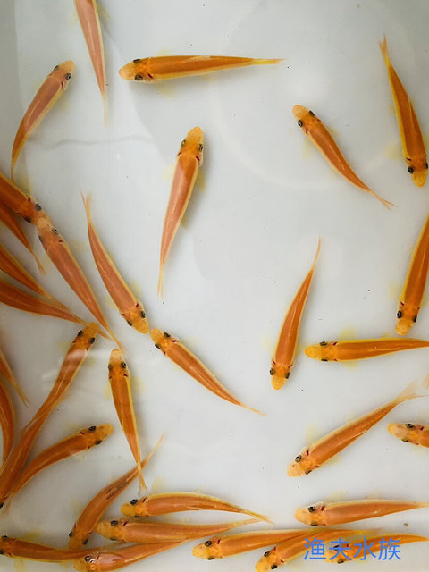 New large -sized golden moss mouse fish removing algae clear tank ...