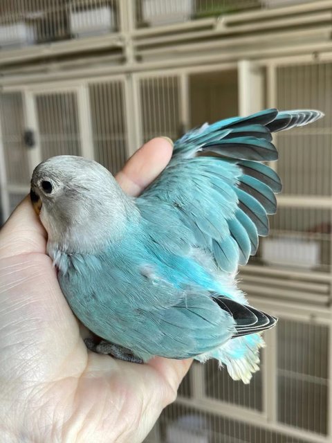 Limited hand -raising peony parrot Living birds High -purity Purple ...