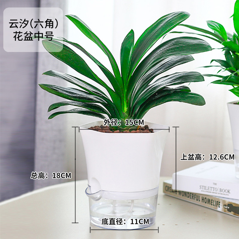Buy Easy to use automatic water absorbent Flower pot transparent ...