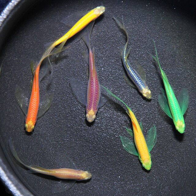 Butterfly winged zebrafish long tail long fin emerald green ornamental ...