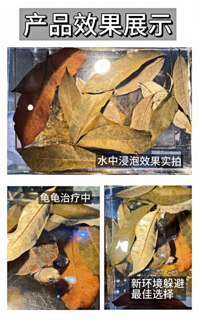 Longan leaf turtle prevents corrosion skin natural and free of boiling ...
