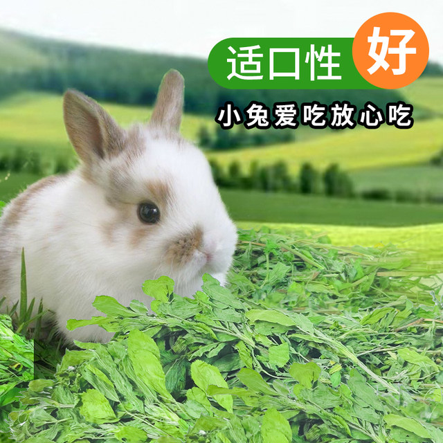 Alfalfa rabbit food, purple flower hay, baby rabbit food, guinea pig ...