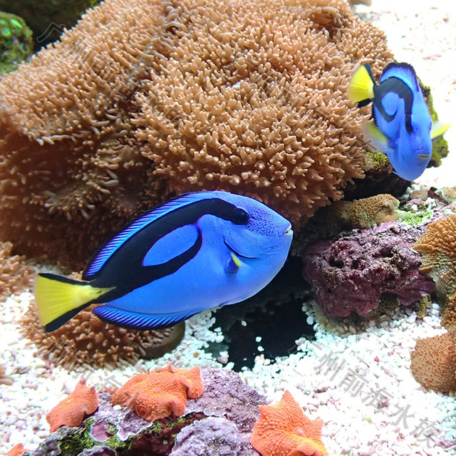 Blue hanging pink blue hanging saltwater fish ornamental fish live ...