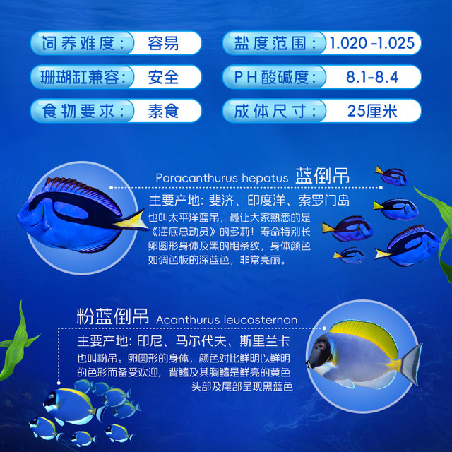 Blue hanging pink blue hanging saltwater fish ornamental fish live ...