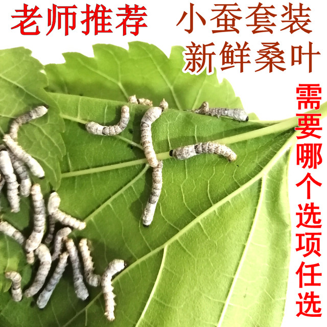 Silkworm Baby Set is now picking fresh mulberry leaf big silkworm ...