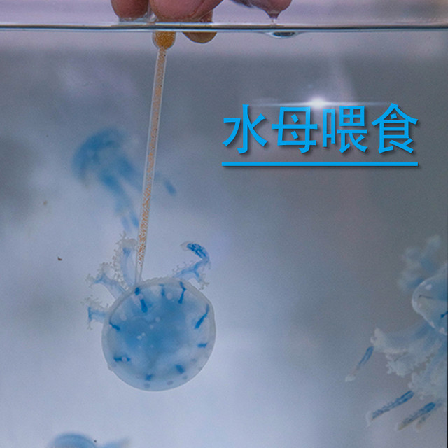 Jellyfish food feed jellyfish food eating brine shrimp raising ...