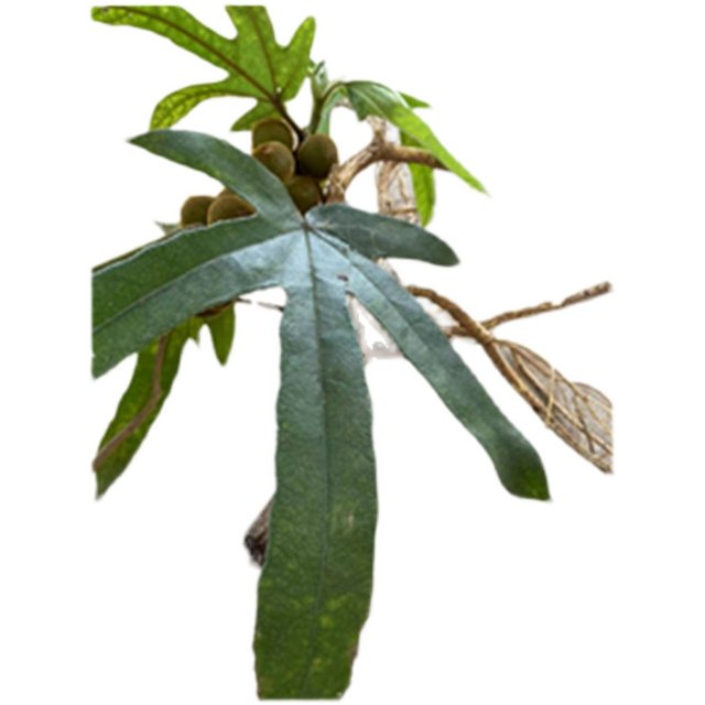 Five -Fingers Maotan Fresh Cantonese Soup Soup Bao Farm Farmers Digging ...