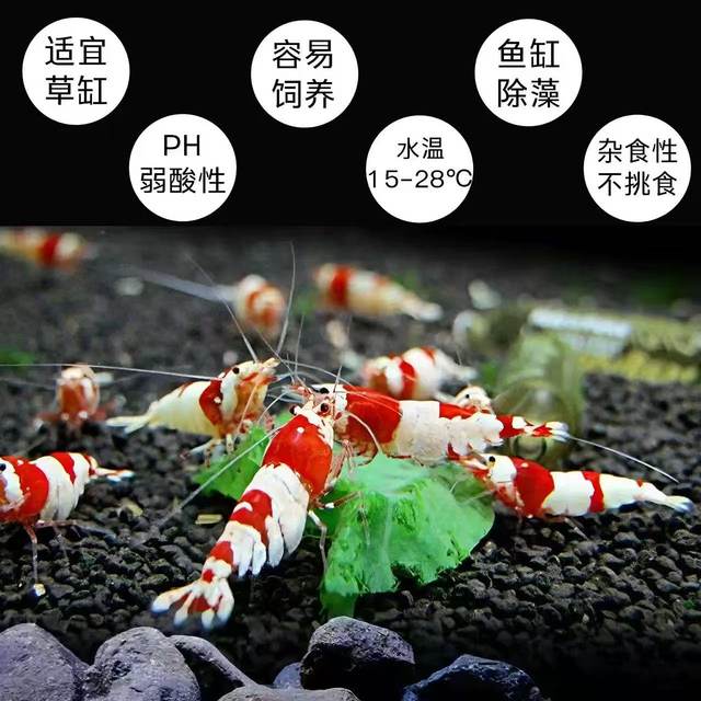 Tropical ornamental shrimp live freshwater pet black shell shrimp ...