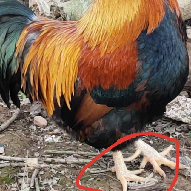Yifuo Placed Claws Royal Chicken Pecking Feather Chicken Multi -Vitamin ...