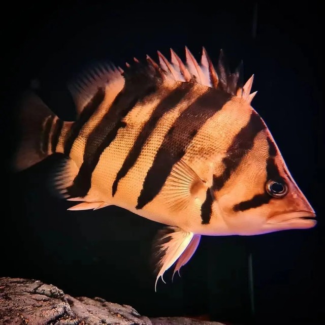 Suta tiger fish seedling ornamental fish practice 10 cm four-stripe ...