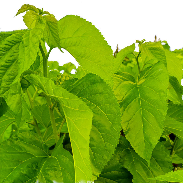 SF fresh mulberry silkworm baby feed nourishing silkworm fed silkworms ...
