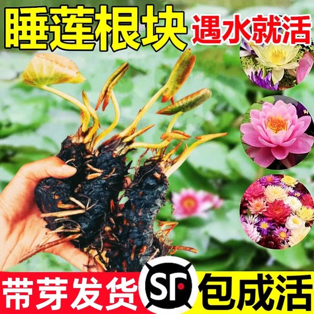 Pond water lily, lotus, fish tank, water lily root block with buds ...