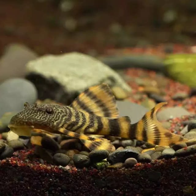 Alian Card Red Tiger L397 Alien Fish Watch Tropical Fish Found Tool ...