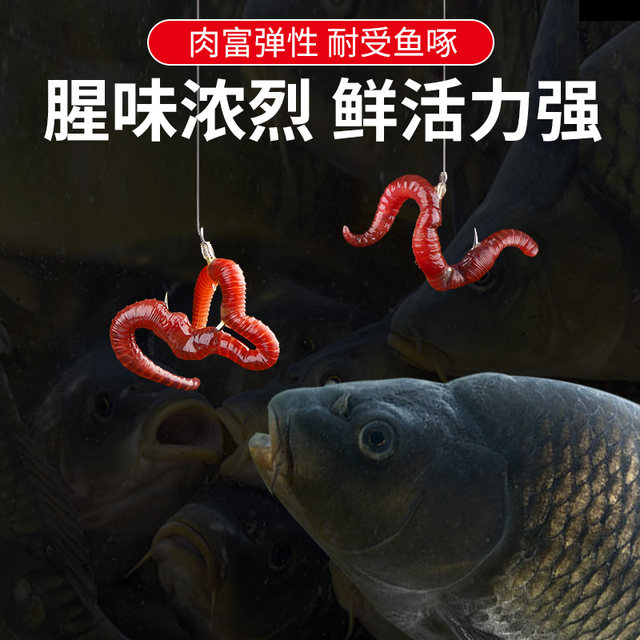 Live earthworm bait, fresh red worm fishing bait, crucian carp, carp ...