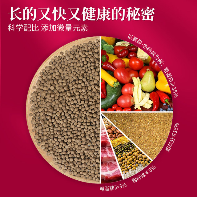 Special fish food for Sensen koi fish feed. Ornamental fish and ...