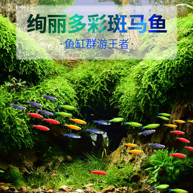 Tropical ornamental fish are easy to raise, traffic light zebrafish ...