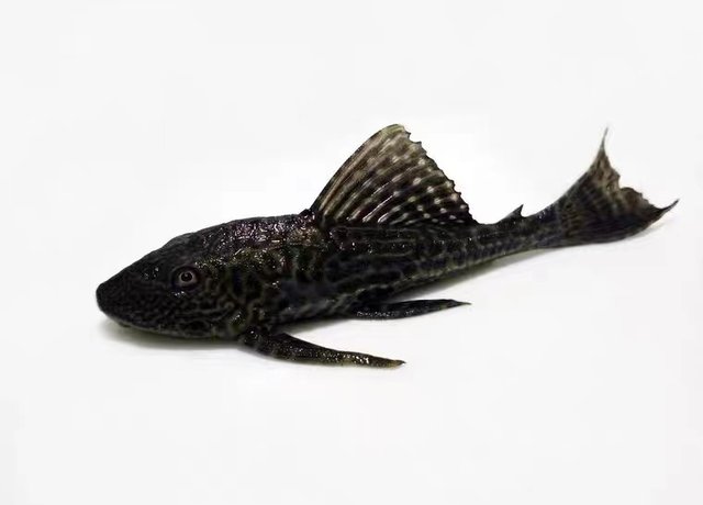 Fish farm direct sales scavenger queen leopard print cleaner large ...