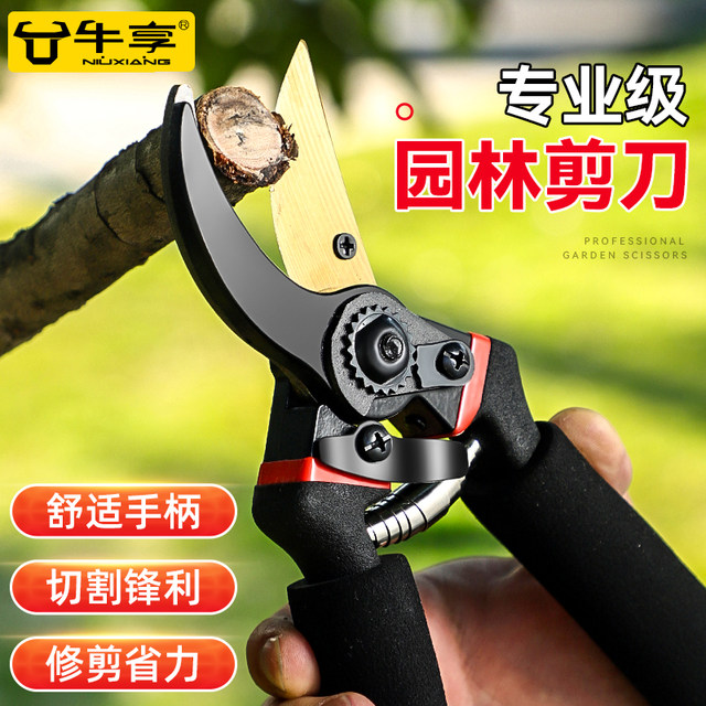 Cow enjoys pruning scissors garden flower art pruning branches scissors ...