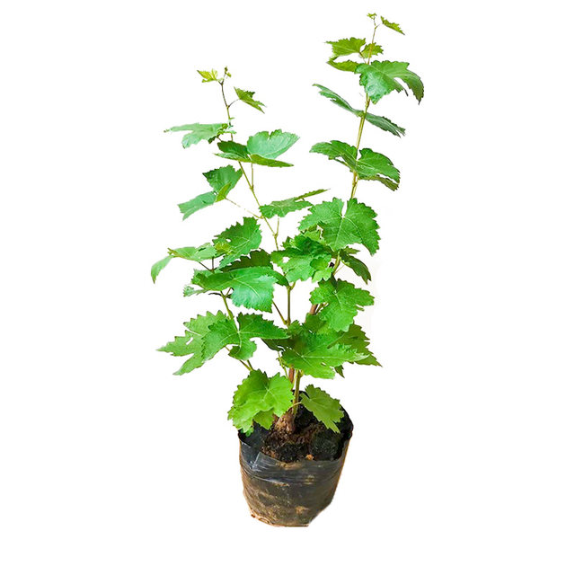 Jufeng Gyloss seedlings, seedlings, black Timi climbing vine and soil ...