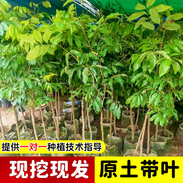 Guangxi Longan Tree Seedlings Grave Fruit Seedlings Cinnamon Tree ...