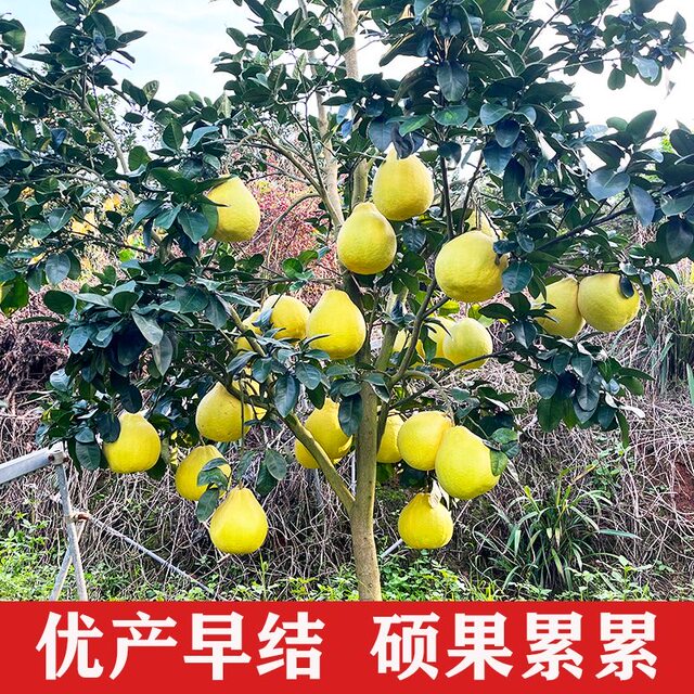 Grafted grapefruit saplings, Shatian, Rong County, pomelo, cinnamon ...