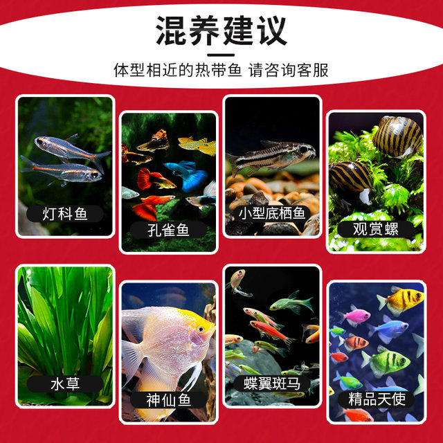 Tropical ornamental fish zebrafish guppy goldfish lampidae traffic ...