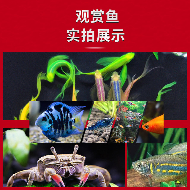 Tropical ornamental fish zebrafish guppy goldfish lampidae traffic ...