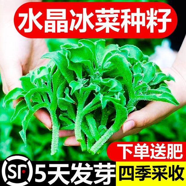 Crystal Ice Vegetable Seeds Pot Planting Vegetable Seeds Daquan Four ...