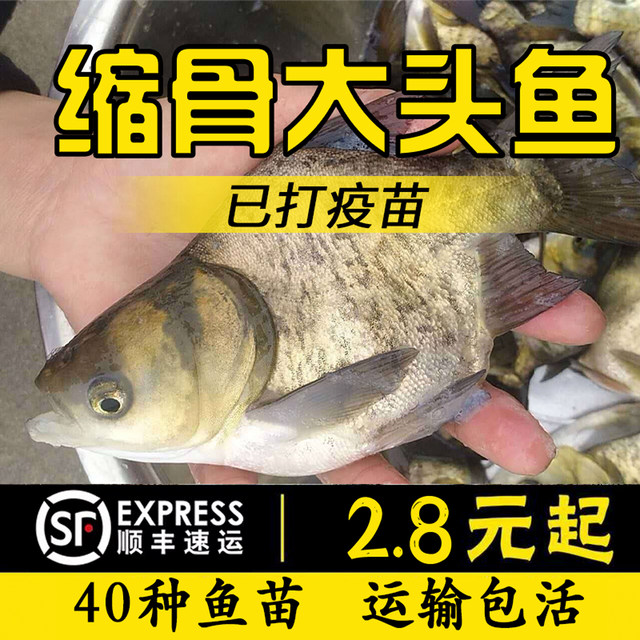Seven-star fish fry, moon snakehead, mountain spot fish, flower star ...
