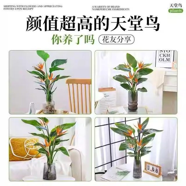 Hydroponic plants, bird of paradise, pot plant, flowers, green plants ...