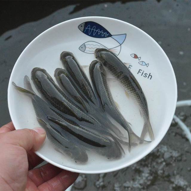 Large grass carp fry freshwater aquaculture edible Anhui fish very ...