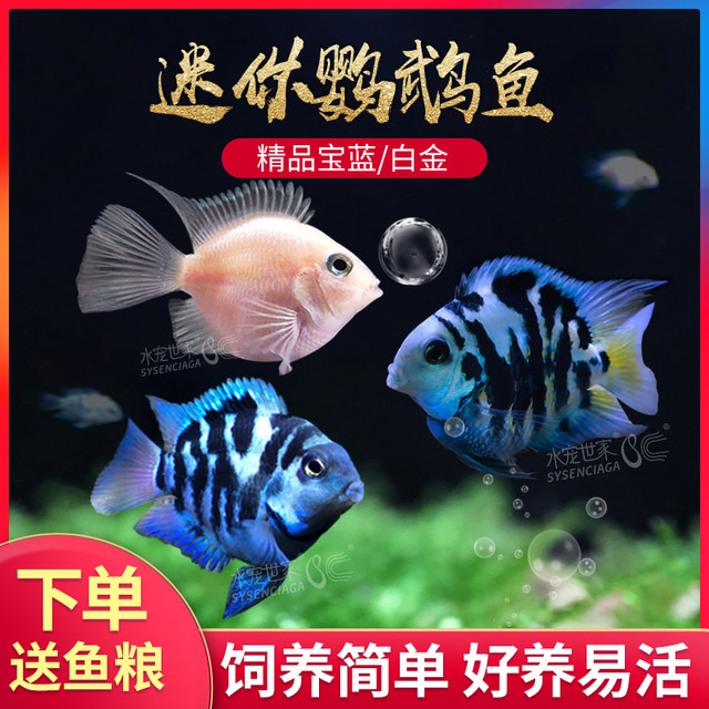 Mini parrot fish live short snapper freshwater ornamental fish sapphire ...