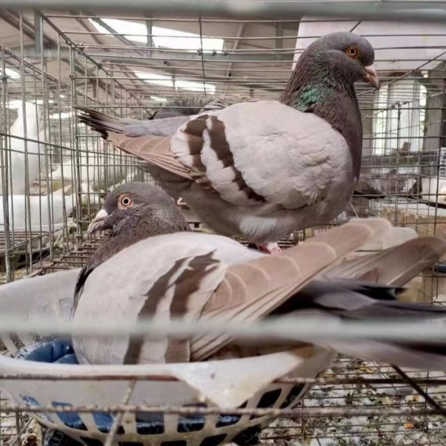 A pair of live pigeons, generally floor-to-ceiling king pigeons ...
