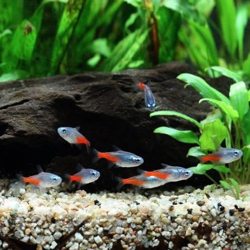 Tropical ornamental live fish are easy to raise, Baolian lamp, zebra ...