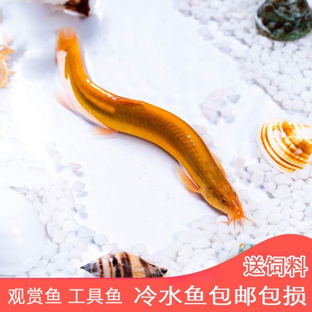Watch the golden landscape, small golden dragon loach fresh living body ...