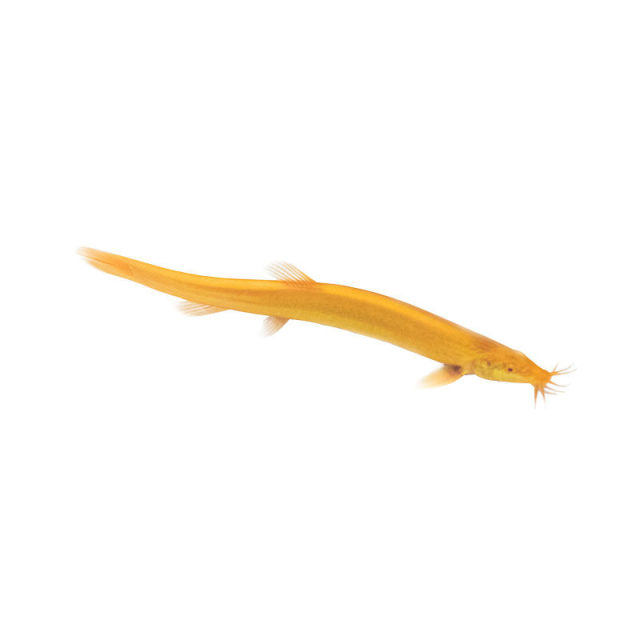 Watch the golden landscape, small golden dragon loach fresh living body ...