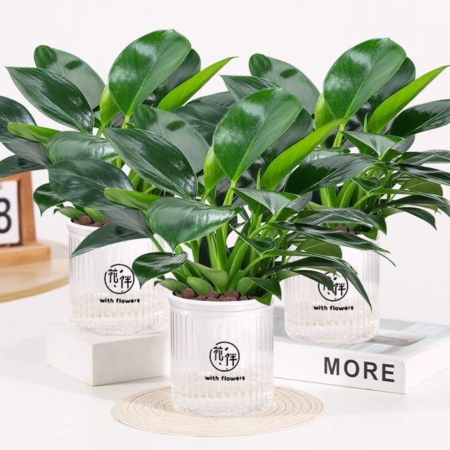 Boutique Gold Diamond Plant Plants Green Princess Hydroponic Green ...