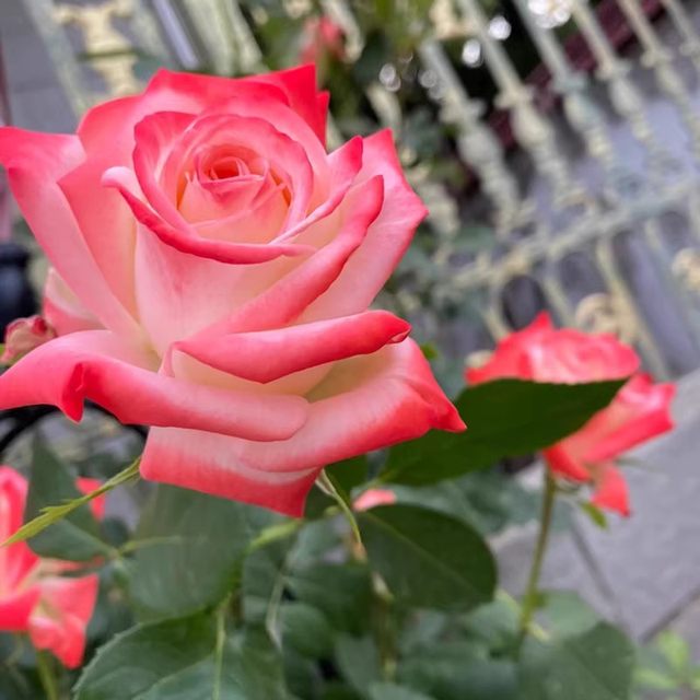 The new Farah Queen rose shrub cut flower is heat-resistant and ...