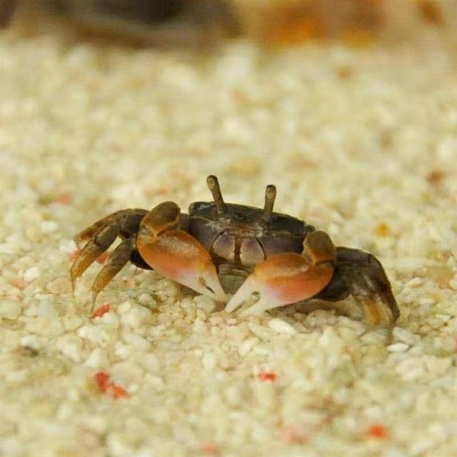 Mini chili crab live pet crab deep water ornamental crab eating insects ...
