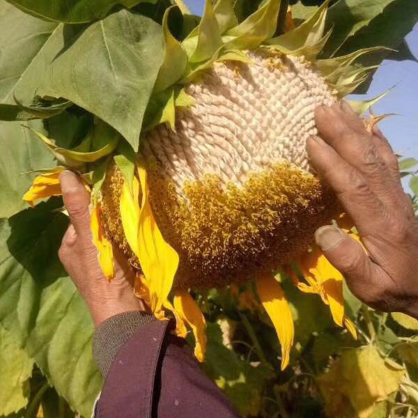 Xunjiang specialty Xunkui horse tooth melon seeds original authentic ...