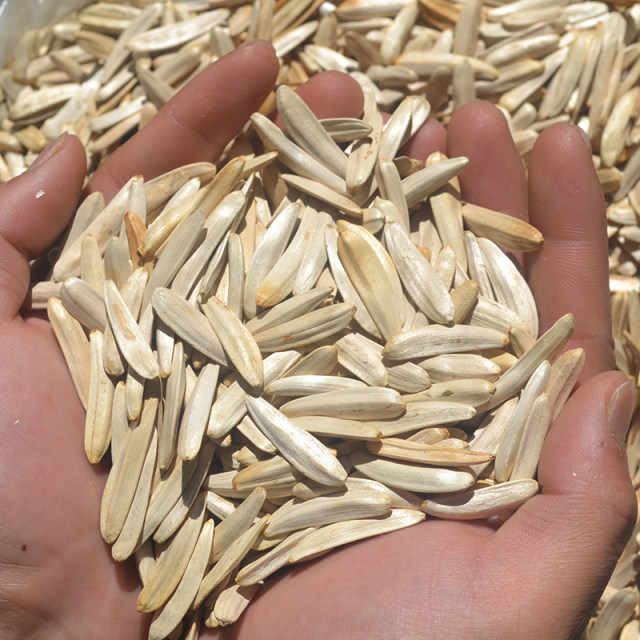 Xunjiang specialty Xunkui horse tooth melon seeds original authentic ...