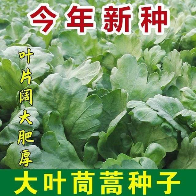 Big Leaf Emperor Emperor Emperor Cai Spring Season, summer, autumn and ...