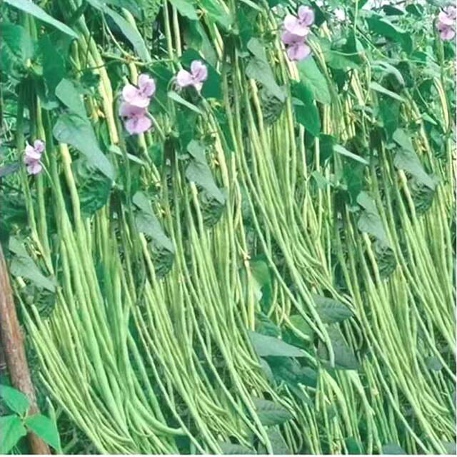 High yield, special drought-resistant, thousand-branch plum long bean ...