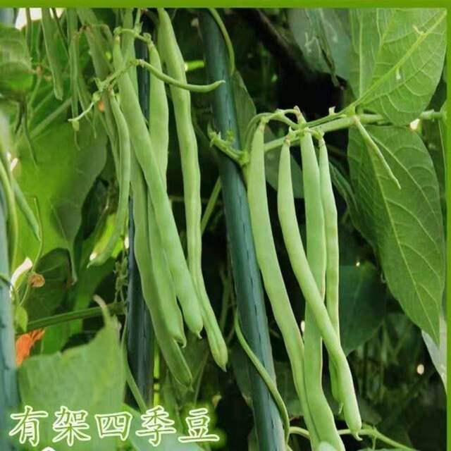 The four seasons of bean seeds high -yielded vines