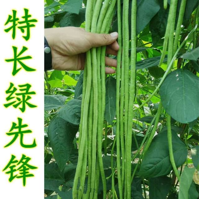 Bean Corporal Seeds Special Bean Cape King Seed High -yield Cylinder ...