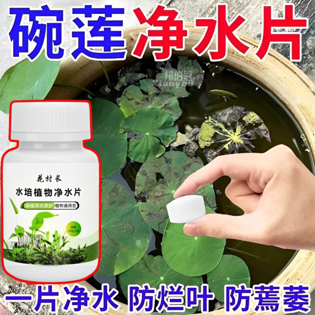 Lotus lotus water purification tablets for germination, water lily ...
