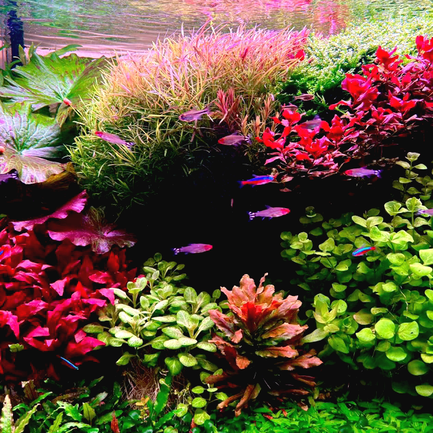 Grass jar landscaping red positive negative aquatic plants big red ...