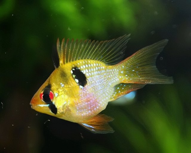 Jinbozi Avatar Dutch Phoenix fish short snapper tropical ornamental ...