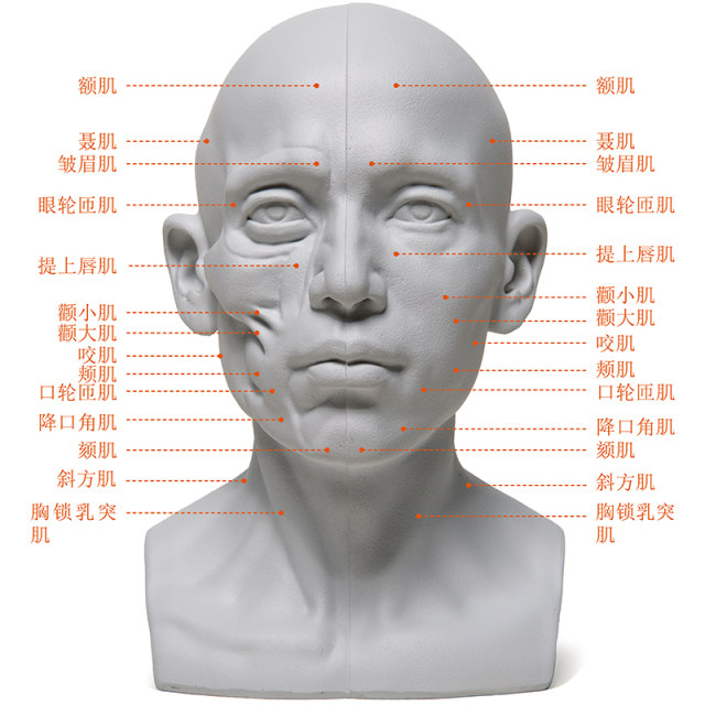 A package of your choice, plaster head mold, teaching aids, art sketch ...