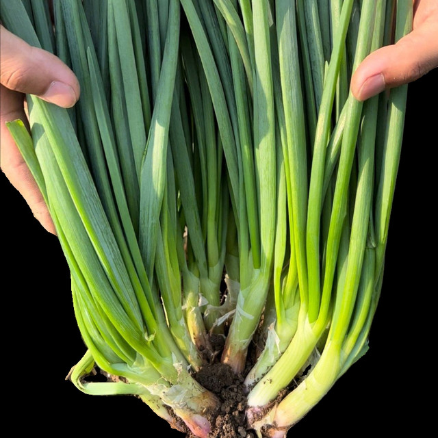 Chive seeds four seasons fast-growing small chive seeds potted ...